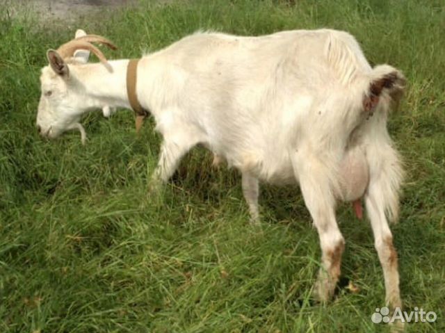 Козы заанинские