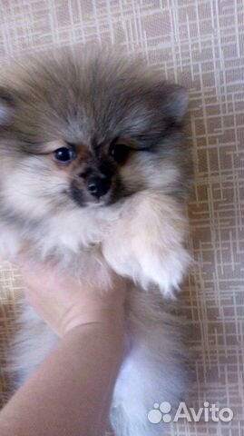 Цверг Шпиц девочка 2,5 мес