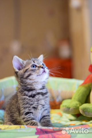 Маленькие тигрята