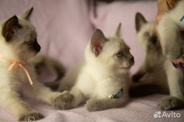 Котятушки Тайские
