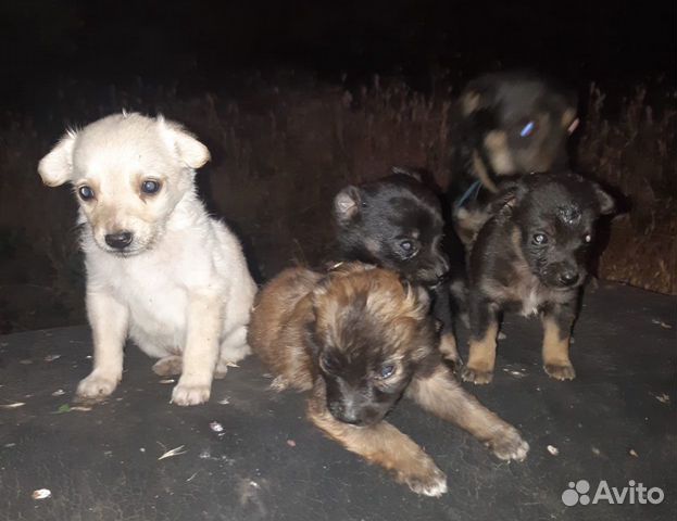 Маленькие гавкучие щеночки