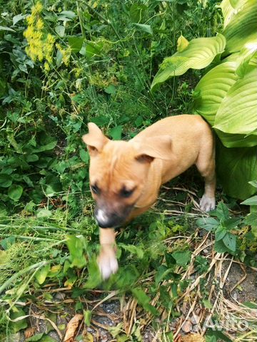 Щенок Стафф