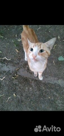 Котенок