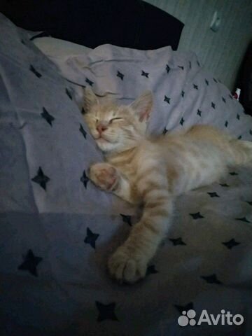 Рыжий котенок мальчик