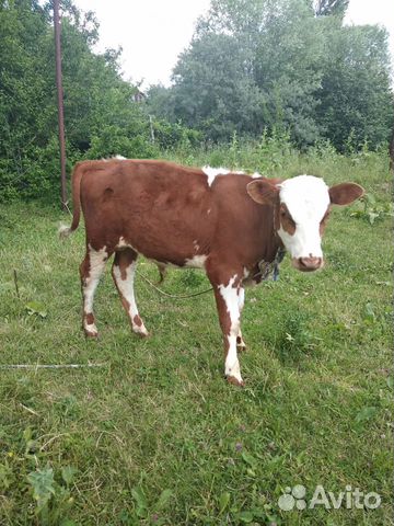 Продам бычка и телку