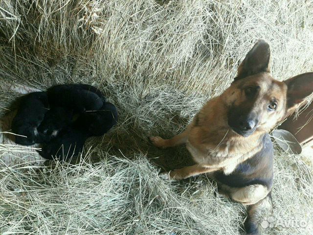 Щеночки немецкой овчарки