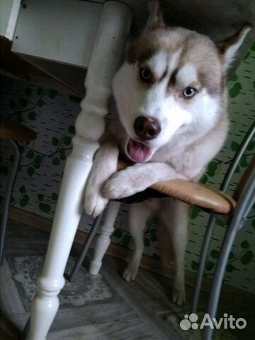 Кобель хаски. Случка