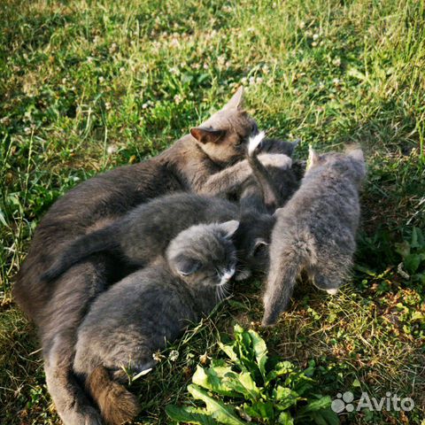 Котята, 4 миленьких пушистика