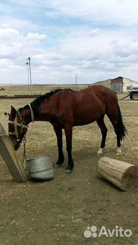 Лошадь обмен на