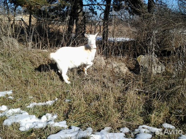 Козы зааненской породы дойные,козлята и молоко