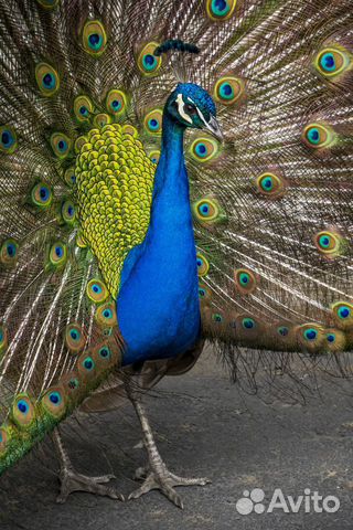 Яйца павлина