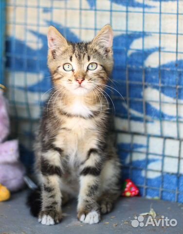 Веселый мальчишка по имени Боб