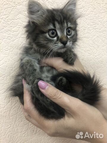 Котята ищут хозяев