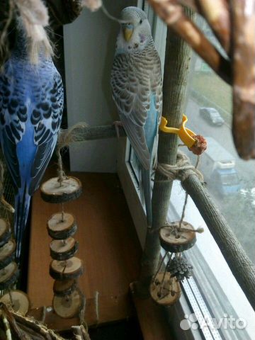 Волнистый Попугай