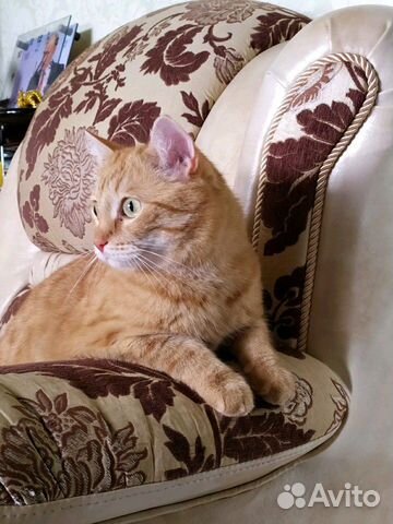 Котик