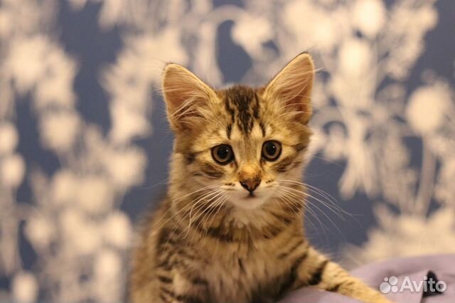 Котик Горошек ищет своего человека