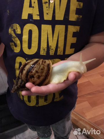 Улитки ахатины ретикуляты