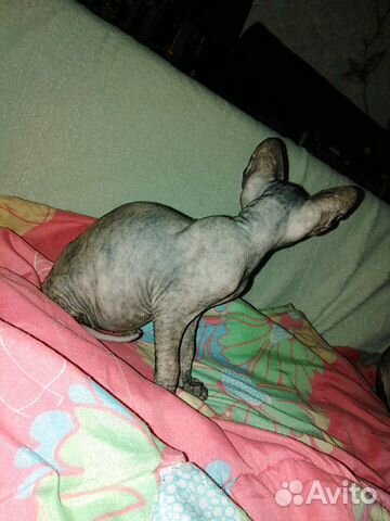 Котёнок свинкс