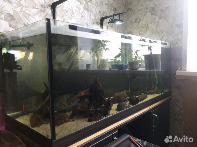 Аквариум 325 литров