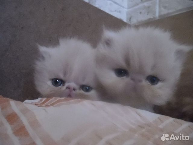 Замечательные персики