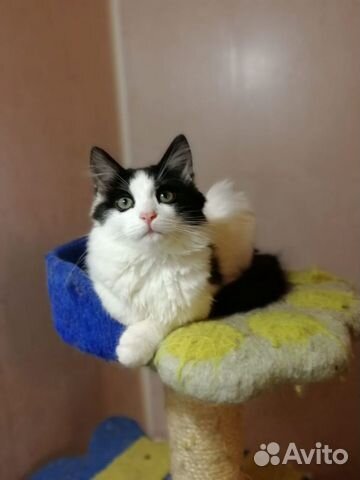 Котёнок Кася 3 мес в добрые руки