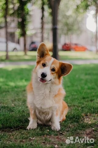 Кобель для племенного использования