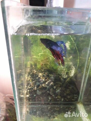 Рыба петушки