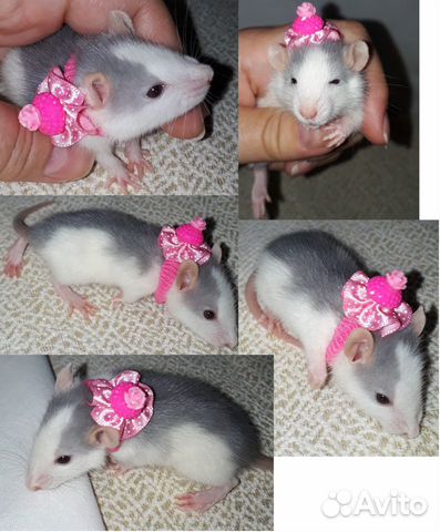 Очаровательные малыши (крысятки)