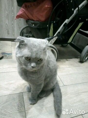 Шотландский вислоухий кот