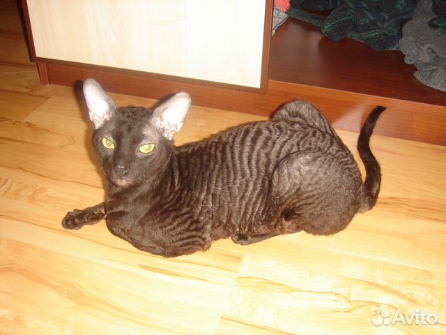 Вязка, кот приглашает кошку
