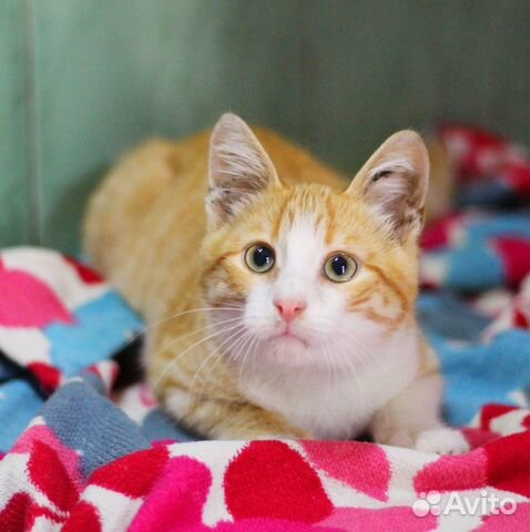 Рыжее солнышко Тигруля