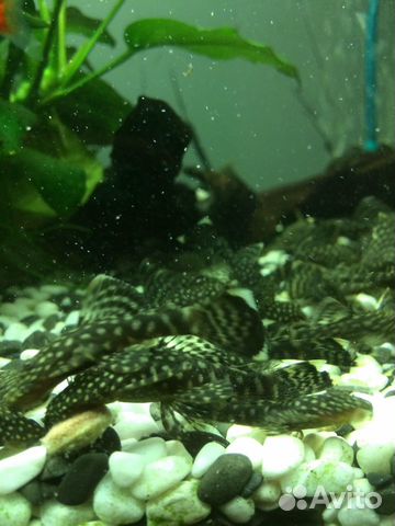 Анциструс- сом прилипала