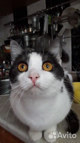 Веселая мраморная блондинка Крис, метис шотландки