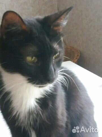 Кот котик Тимофей