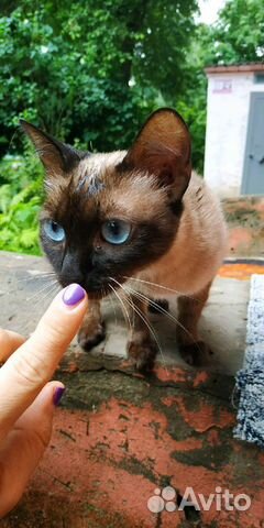 Сиамская кошка