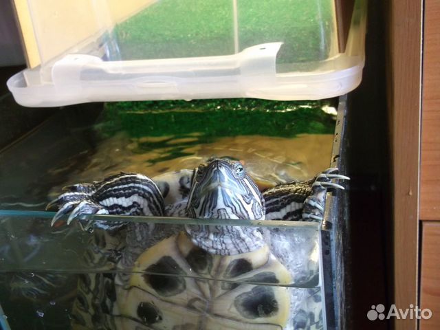 Отдать в хорошие руки красноухих черепах