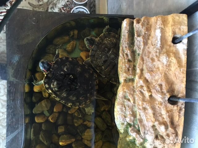 Красноухие черепахи