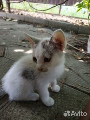 Милые котята в поисках дома