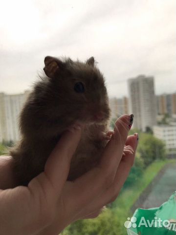 Хомячиха с клеткой
