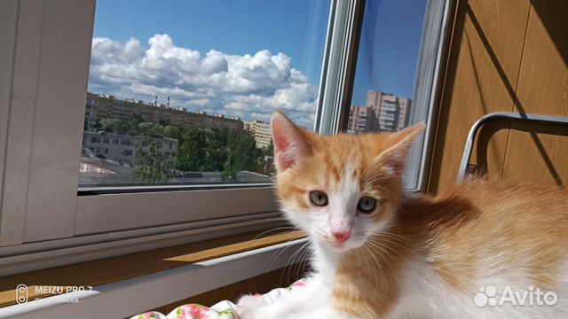 Очаровательный котомальчик ищет семью