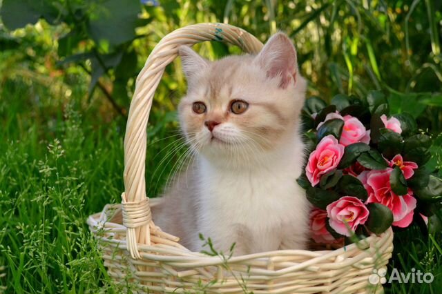 Британские непоседы