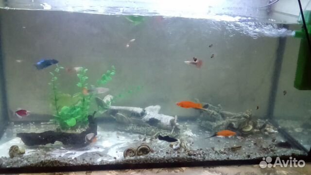 Аквариум