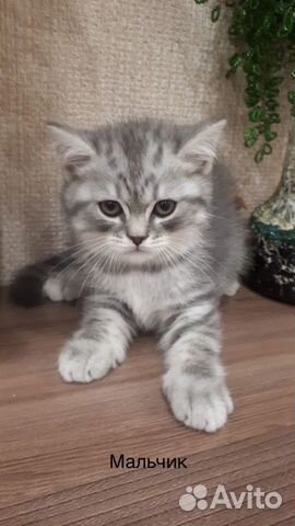 Продаю котят британцев