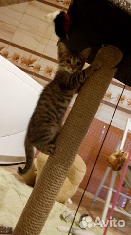 Трогательная милая киска, 2,5 мес