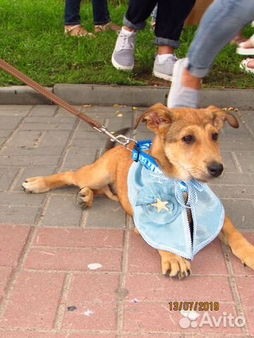 Щенок Боцман в добрые руки