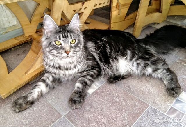 Красавец,серебряш мейн-кун