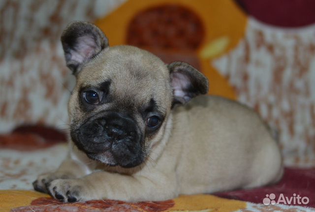 Француженка