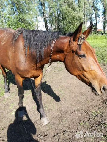 Лошадь+седло в подарок (продажа,обмен)