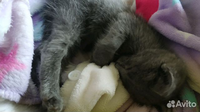 Кошечка