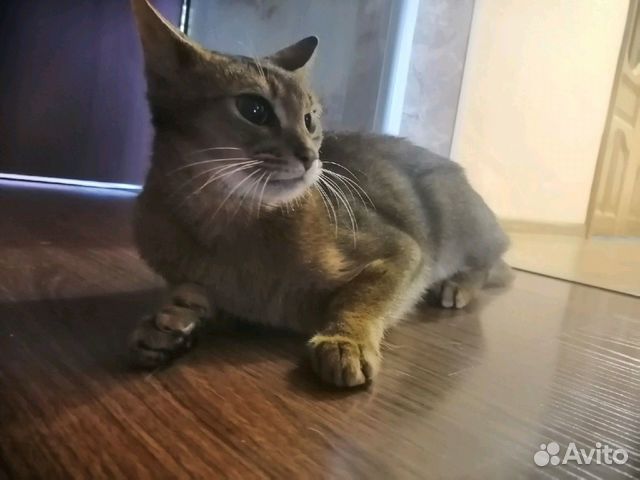 Отдам абиссинскую кошку